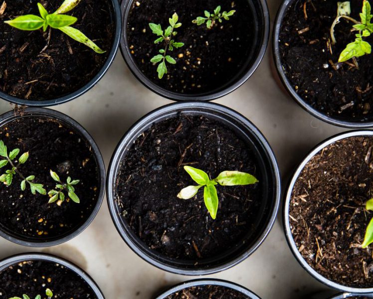 What is Biochar? Biochar Explained | Carbon Gold