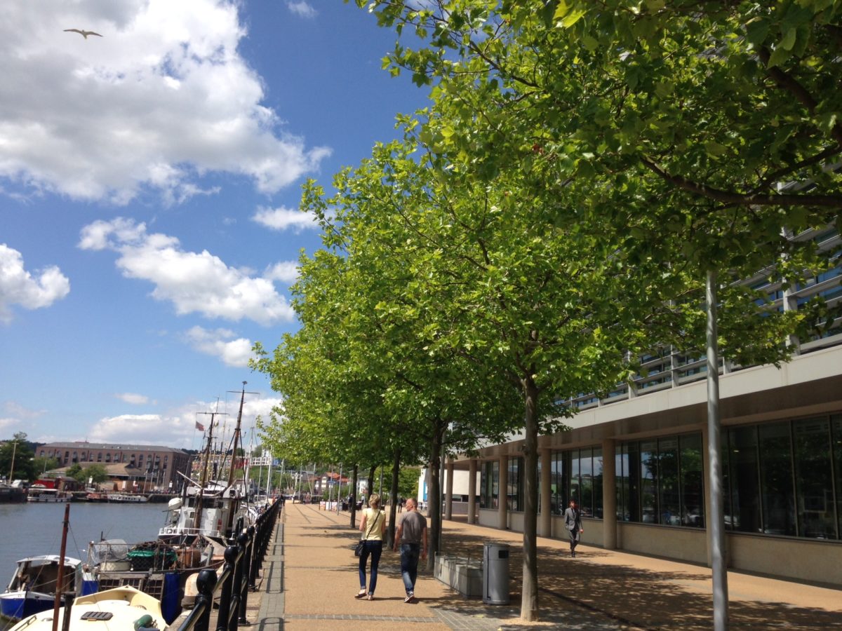 Large-scale planted trees – how to keep new trees alive - Carbon Gold