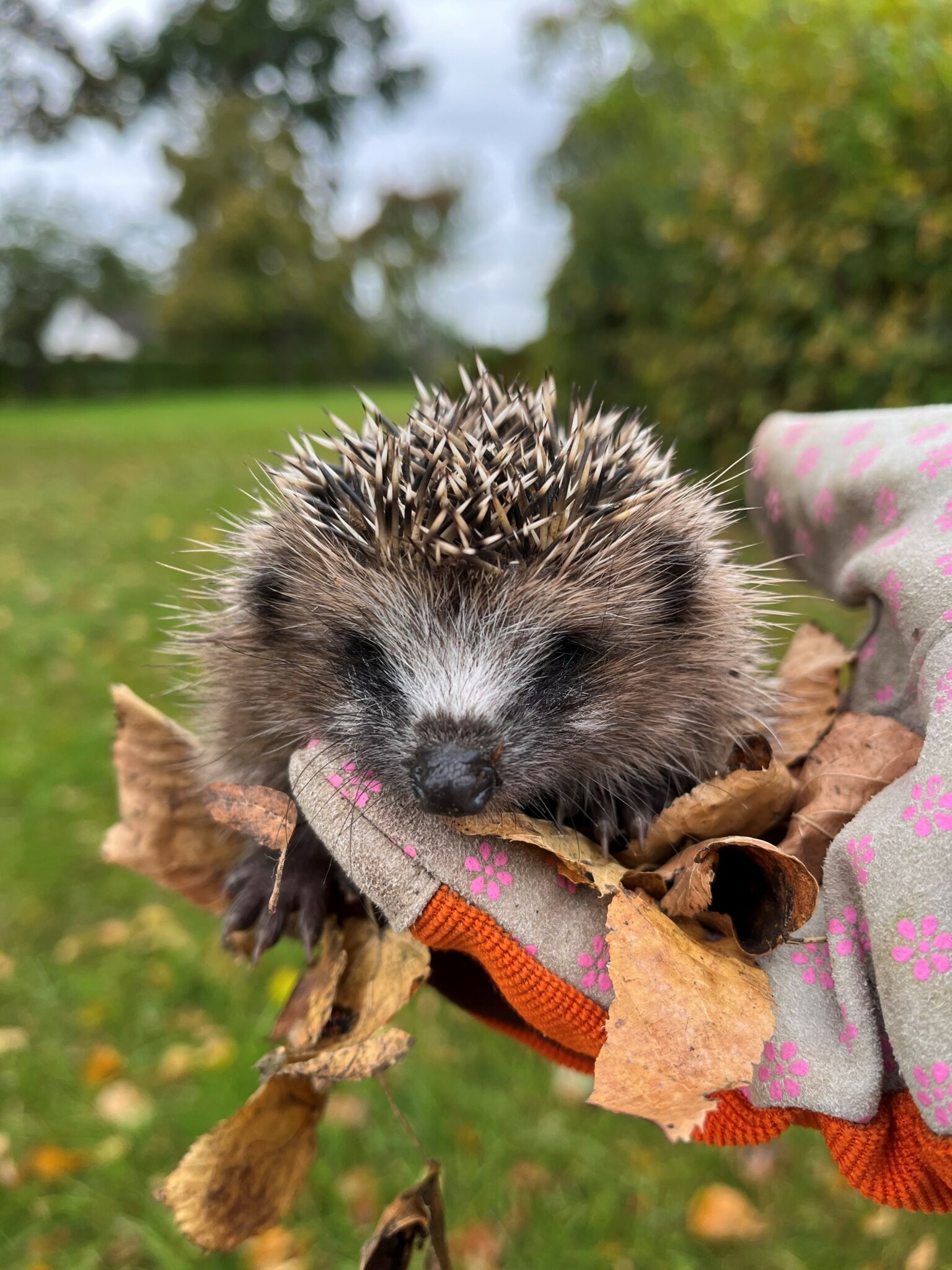 National Hedgehog Day! - Carbon Gold